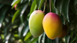 Mangos: When Are They in Season? Find Out Here